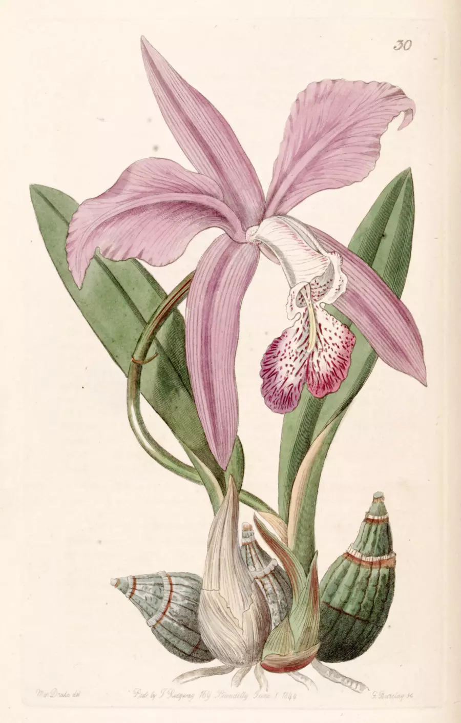 Эль Сиело орхидалары, Биосфера тыюлыгы флорасы 25023_8