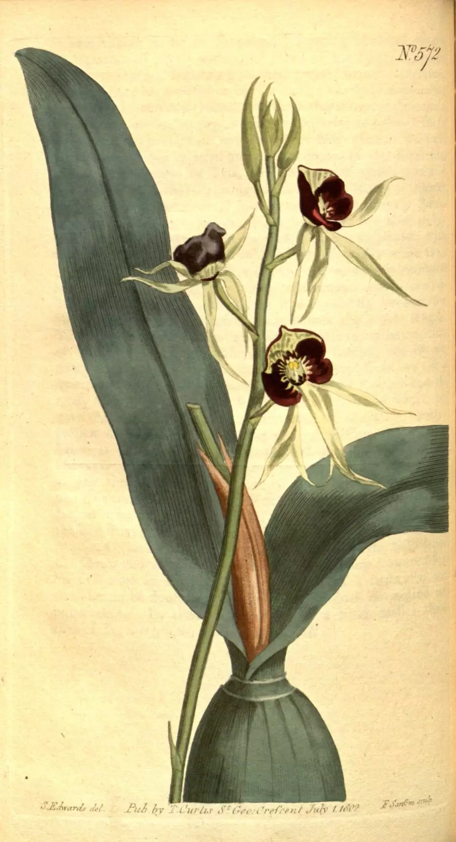 Орхидеје Ел Циело, флора резервата биосфере 25023_9