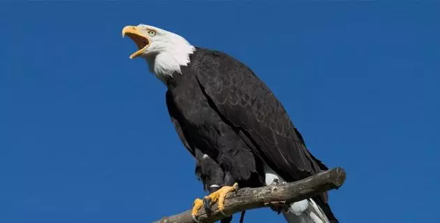 Elang hitam: burung pemancing dari daerah tropis Meksiko fifu