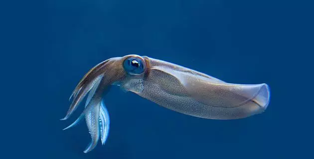 Humboldt Squid fifu tərəfindən hücuma məruz qaldı