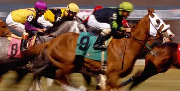Fifu yarış atlarının sehrli dünyası