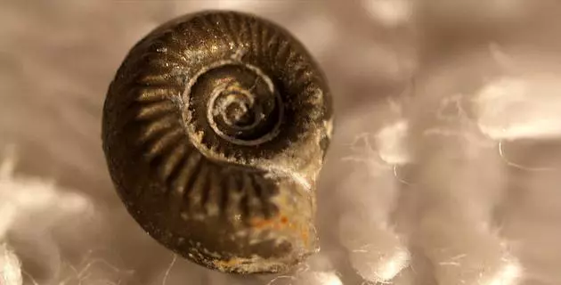 Ammonitter: fortidens dør fifu