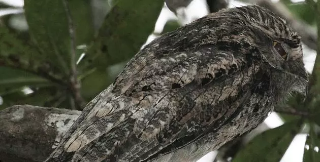 Stick bird: ang perpektong tagagaya ng kalikasan fifu