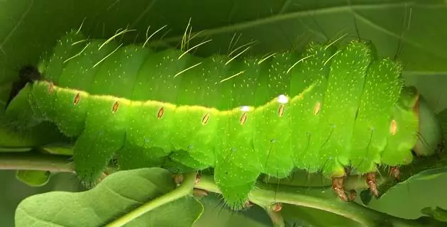 O verme de seda, magnífica creación da natureza fifu