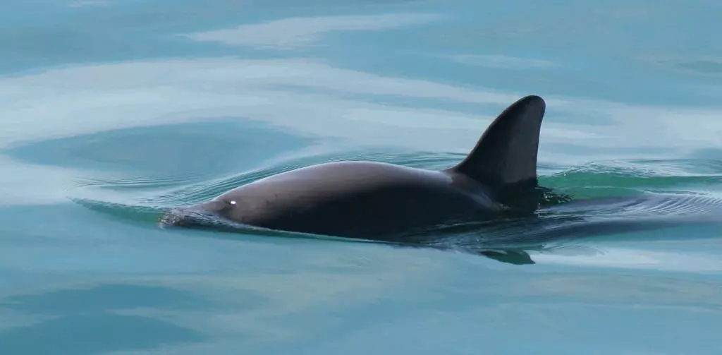 Vaquita marinası Meksikaya endemik olan yeganə dəniz məməlisidir. Lakin onların növləri ciddi şəkildə təhlükə altındadır və bu il yox ola bilər.