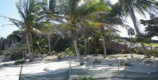 Schildkröten an der Mexikanesch Karibik (Quintana Roo) fifu