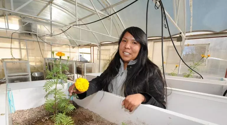 Teresa Ramírez, kỹ sư Rarámuri, người làm sạch nước bằng cempasúchil và hoa cúc 26555_2
