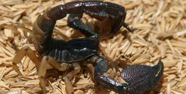 Кампечський скорпіон, невідомий мешканець Мексики fifu