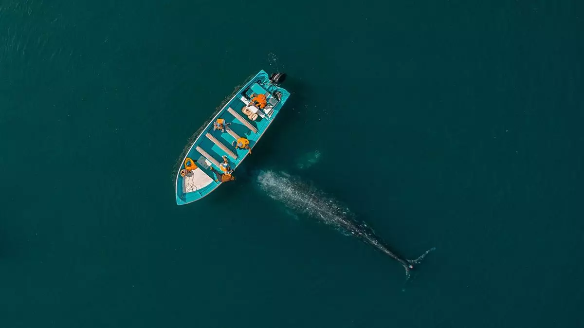 LOCUL 1 Sanctuarul-balenei-cenușii