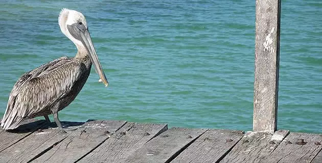 Reproduktion af kystfugle i Sian Ka'an, Quintana Roo fifu