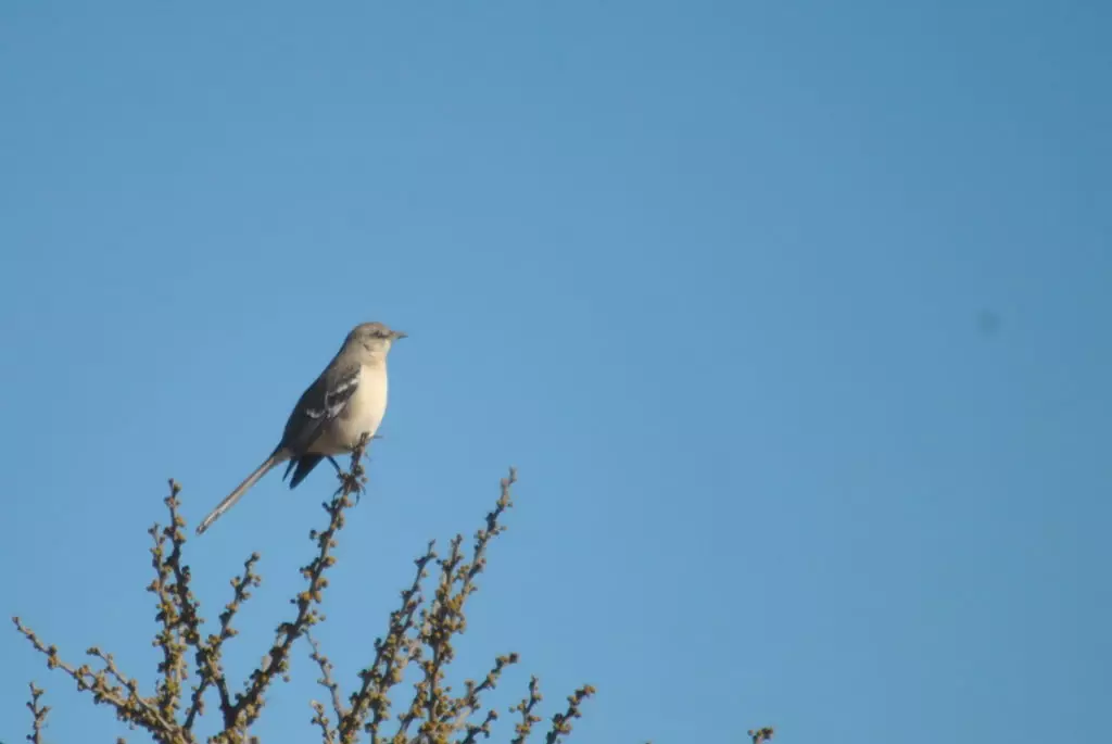 I-mockingbird, inyoni enamazwi angamakhulu amane 26981_3