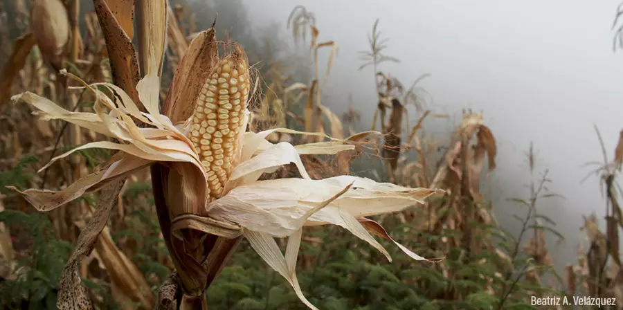 Tierra de Maíces, arddangosfa sy'n dangos y 60 math o india corn 27685_2