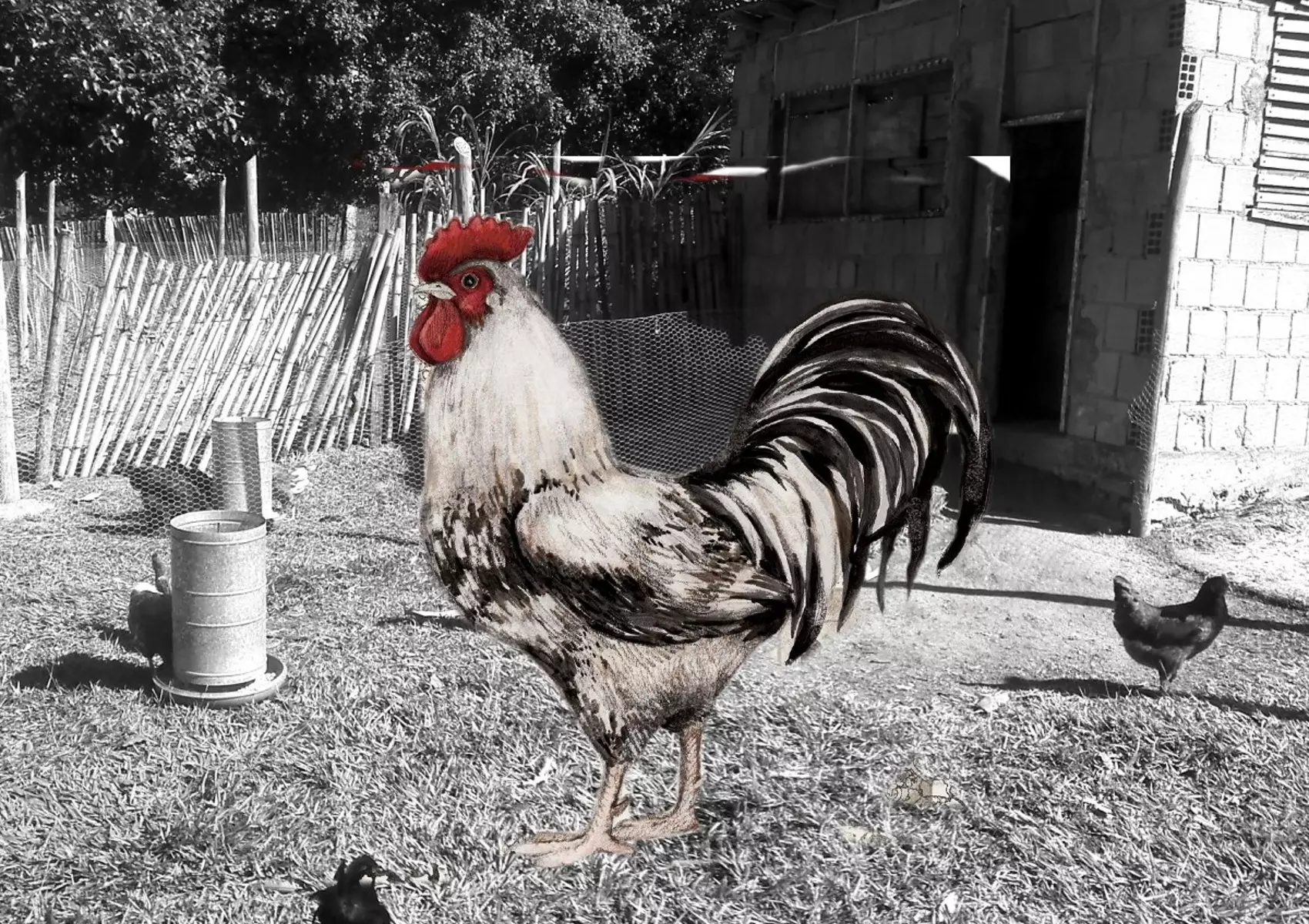 rooster_hen_of_plutarco_elias_streets