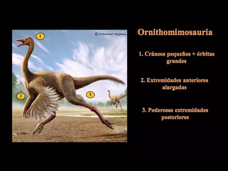 Bezprecedensowe: znajdują szczątki nowego dinozaura w Coahuila 29956_5