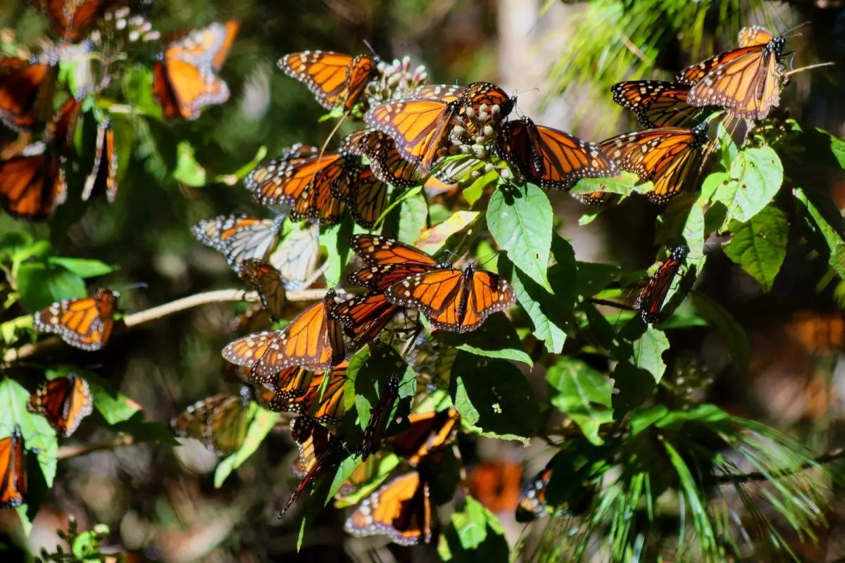 Светилище за пеперуди монарх
