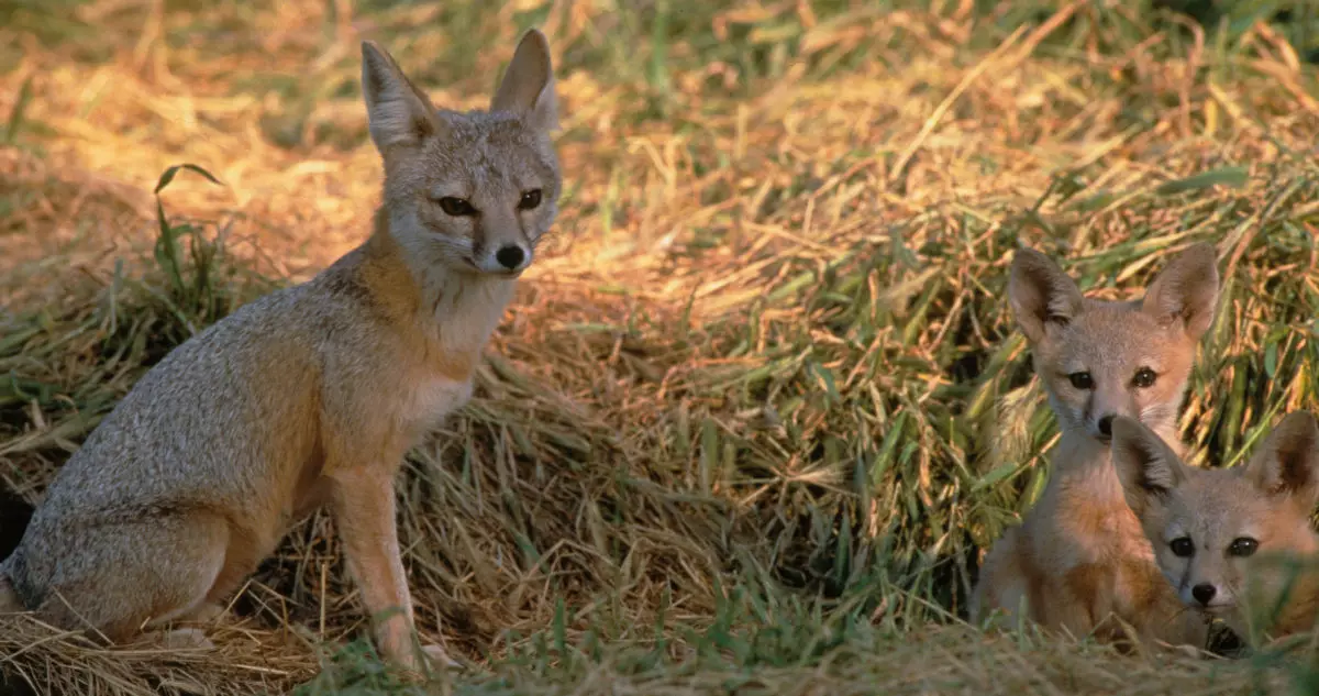 Vulpes_macrotis_mutica_with_pups