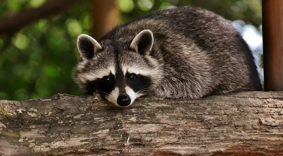 raccoon-3537985_960_720