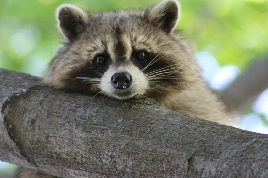 Ang raccoon o washing bear, usa ka mananap nga wala magsunod sa mga lagda 30821_2