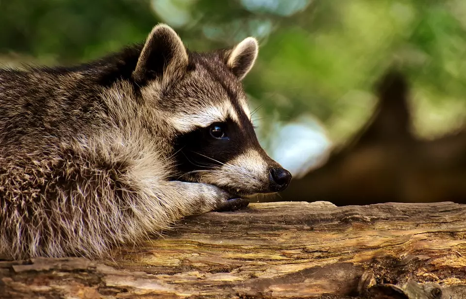 Ang raccoon o washing bear, usa ka mananap nga wala magsunod sa mga lagda 30821_3