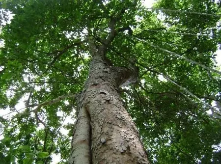 Zalesiają Meksyk drzewem ramón, sprzymierzeńcem w walce z głodem i zmianami klimatycznymi 30842_2