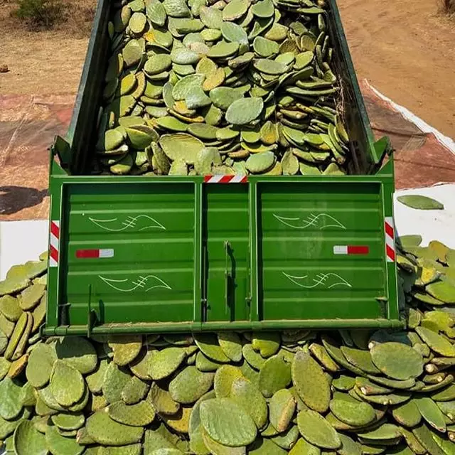 Nopal awọ ija pẹlu Boxing ibọwọ, baagi ati balls 31351_4