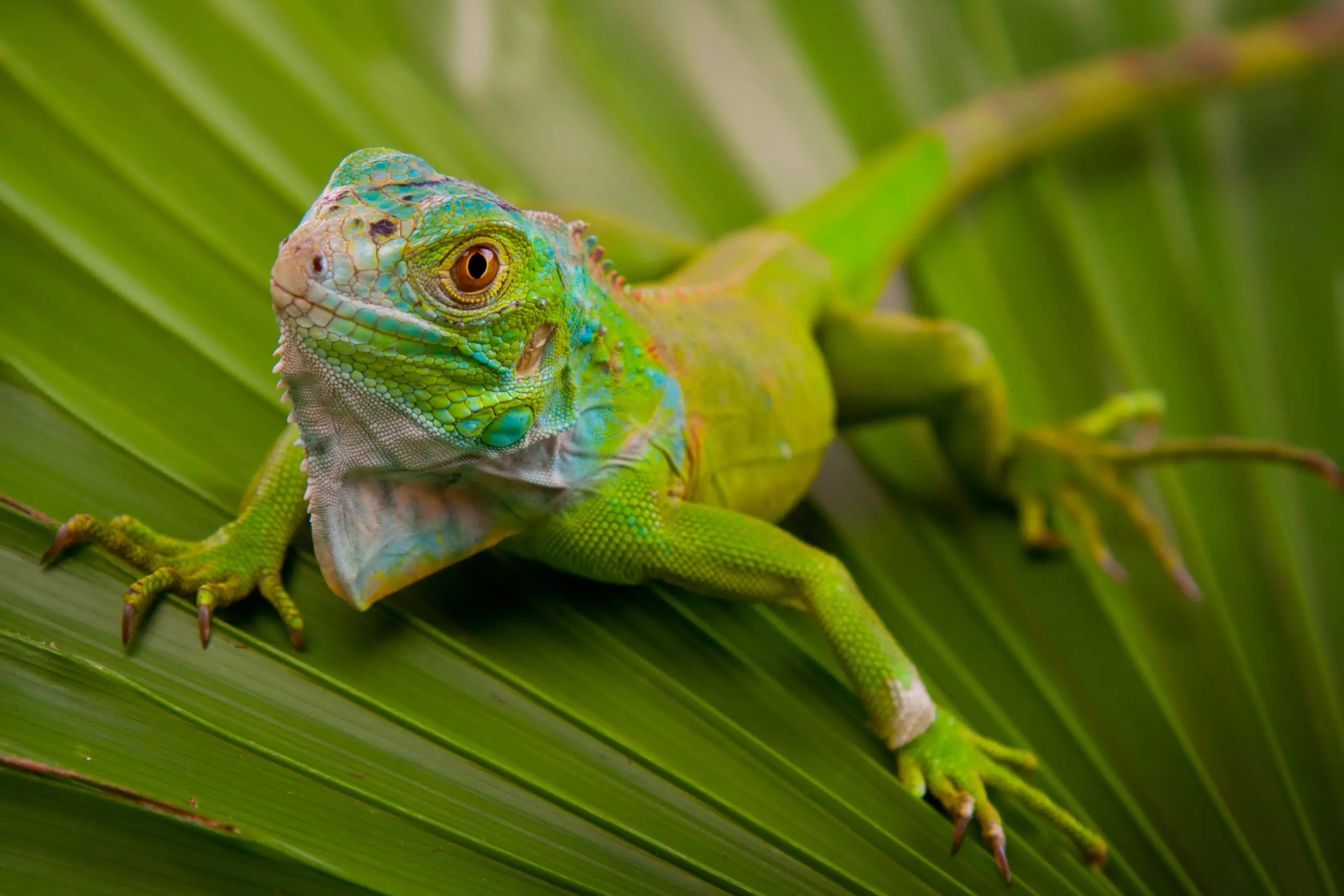 iguana