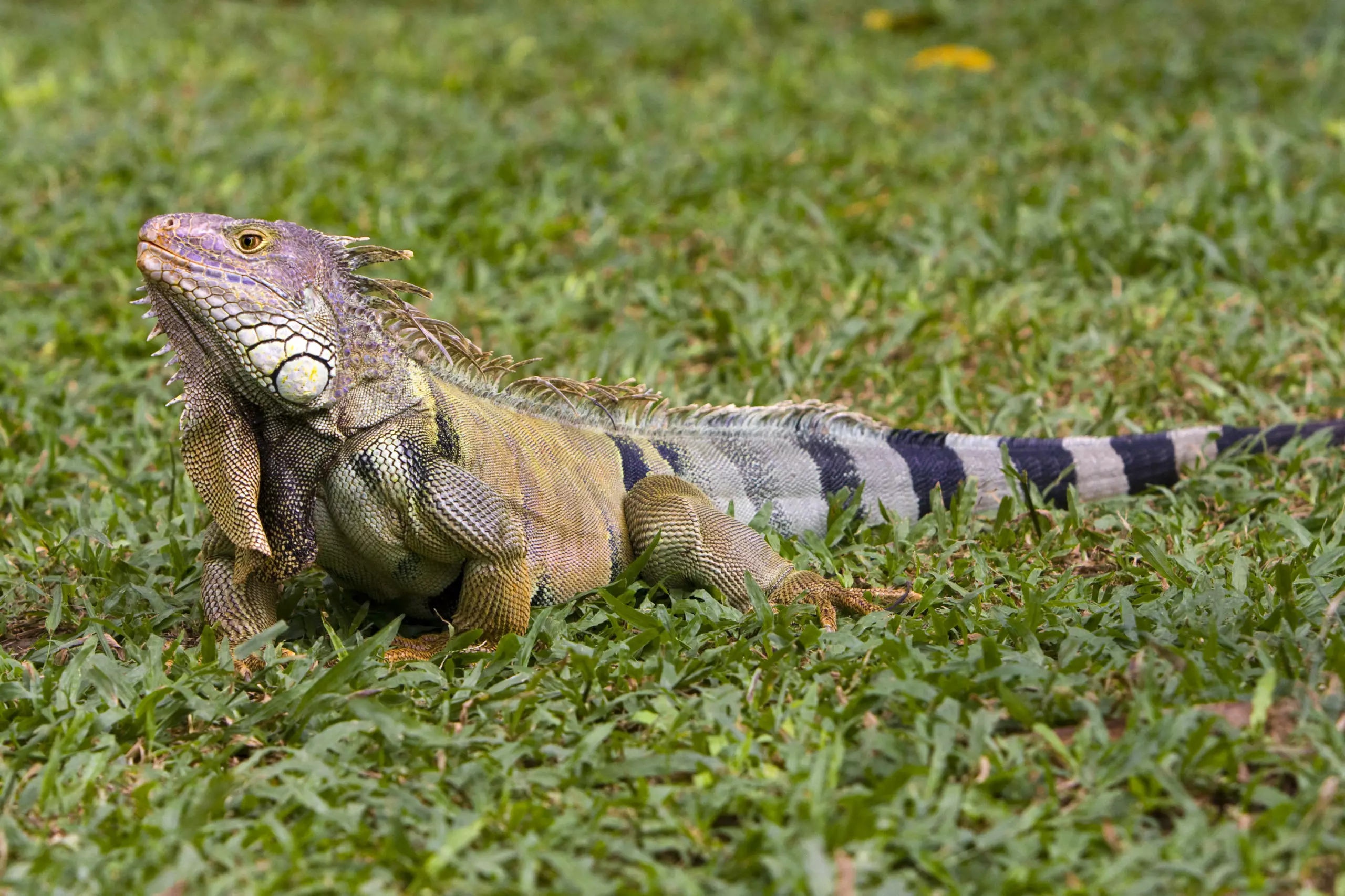 iguana