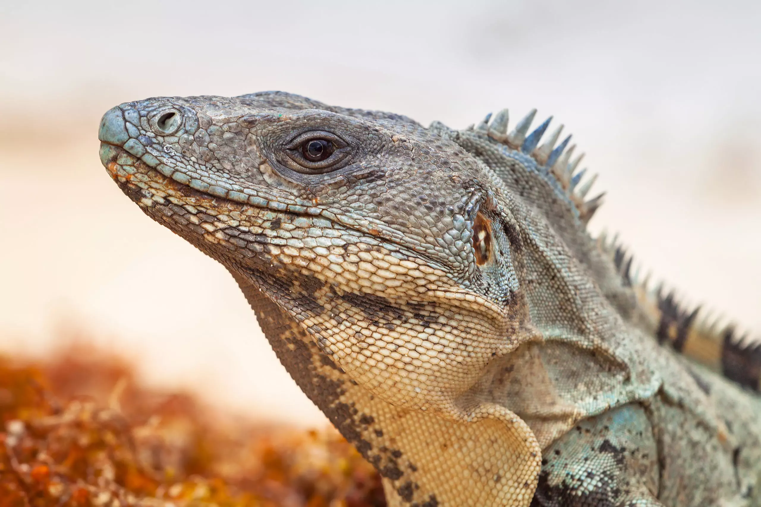 Iguana, igugu lesizwe elisengozini yokushabalala 31724_3