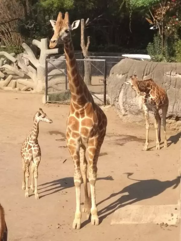 De Puppelchen Giraff vu Chapultepec sicht en Numm an Dir kënnt et hëllefen 33234_2