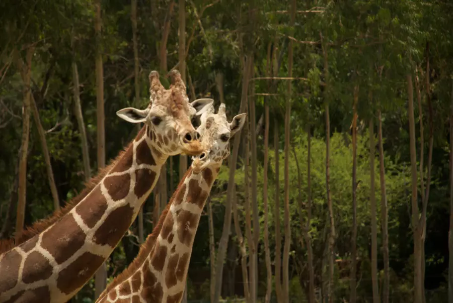 Tigerbabys aus dem Zoo von Guadalajara, treffen Sie sie! 33663_4