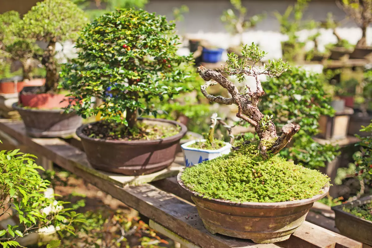 Depositphotos_bonsai