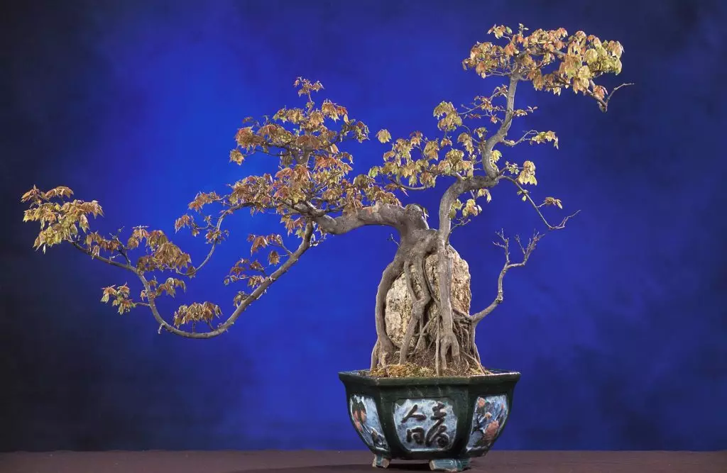 Ntucikwe na bonsai imurikagurisha kuri CDMX 34835_3