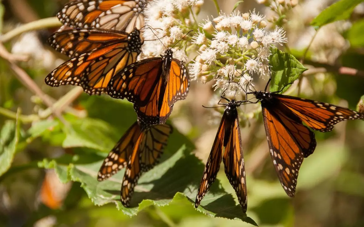 Monarch motýľ v Mexiku.