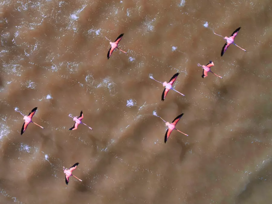 lalat lepas flamingo