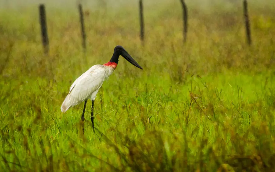 Jabiru, stærsti fuglinn í Mesóameríku sem býr í Mexíkó 35460_3