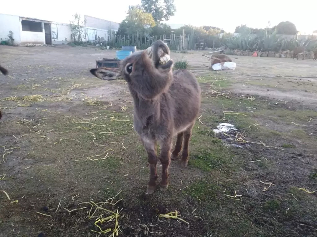 Burrolandia: in hillichdom wijd oan it behâld fan 'e ezel 35484_2