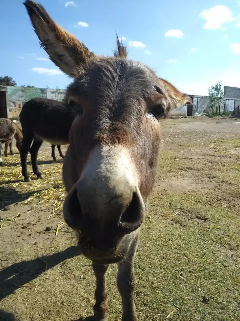 Burrolandia: in hillichdom wijd oan it behâld fan 'e ezel 35484_3