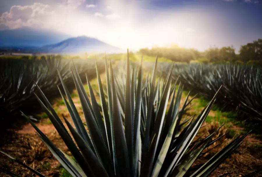 Tequila menerima sertifikasi sebagai Smart Tourist Destination pertama di Meksiko dan Amerika Latin 357_5