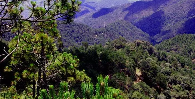 Explorând Sierra Norte de Oaxaca fifu