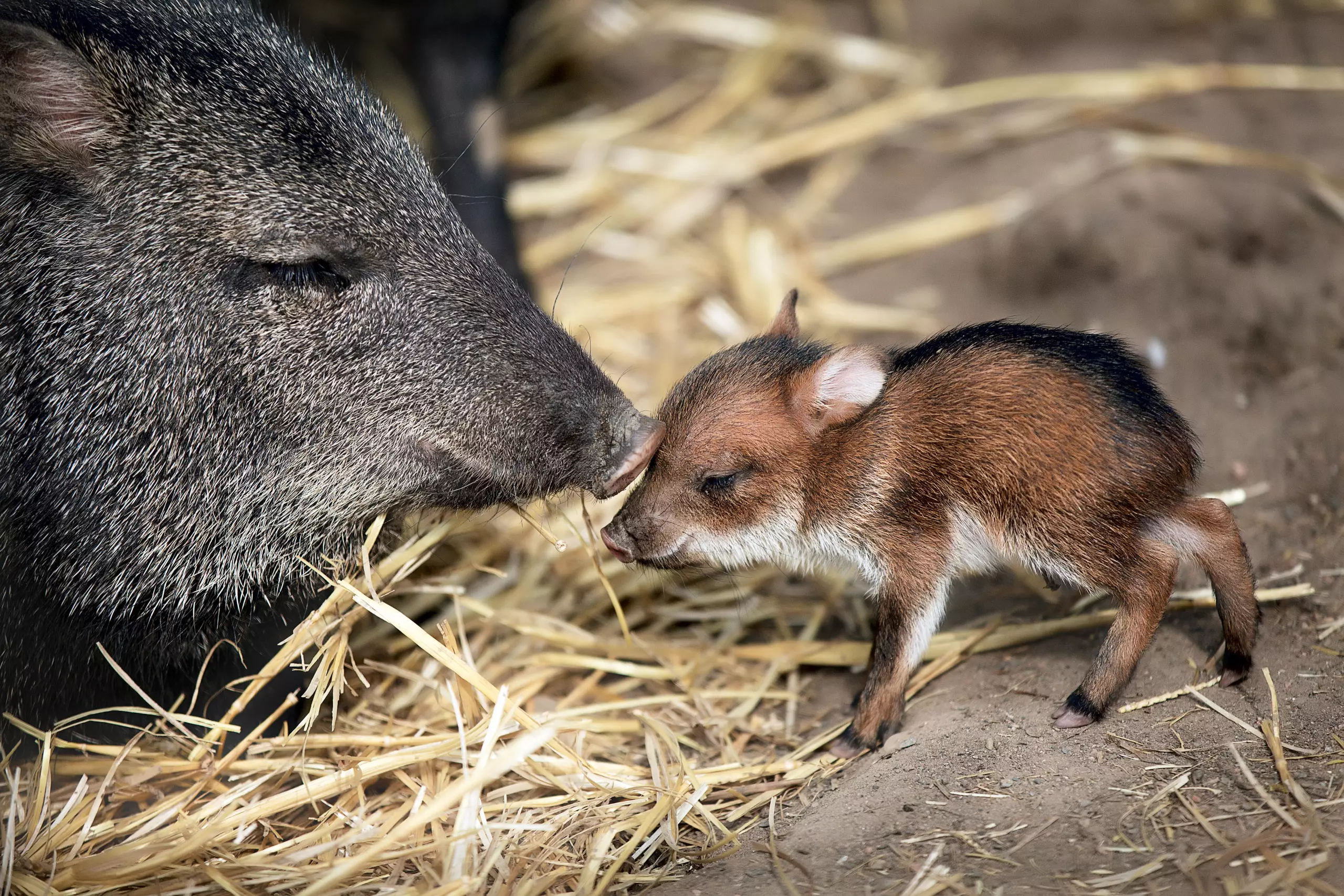 peccary