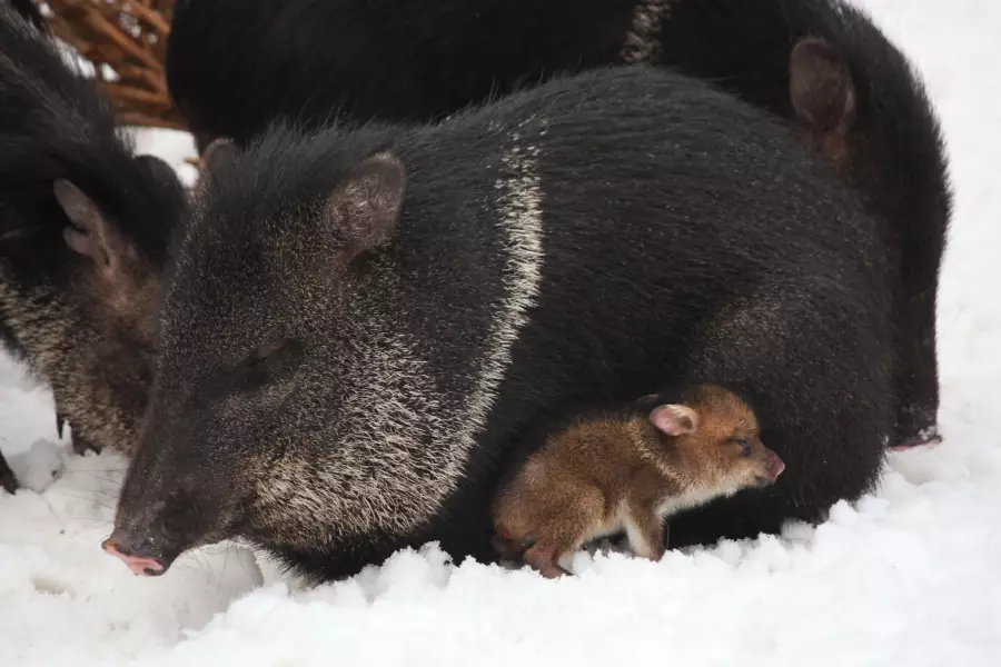 Peccary, rhywogaeth endemig o Fecsico sy'n debyg iawn i'r mochyn 36431_2