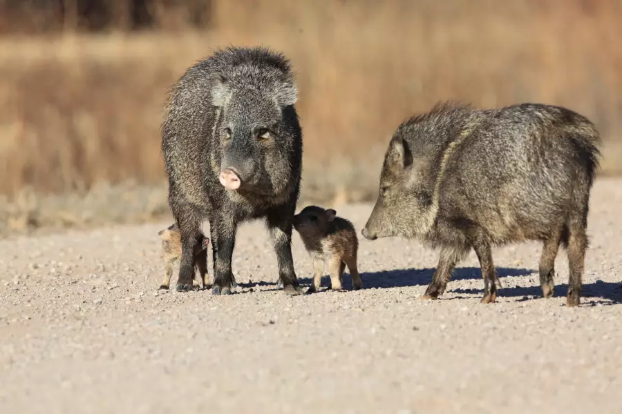 peccary