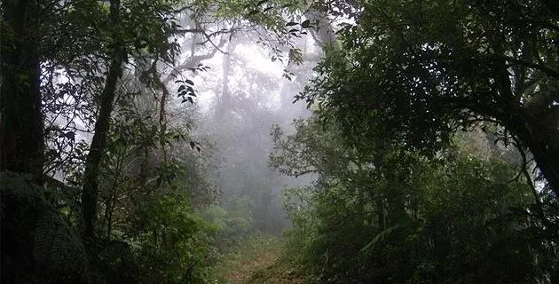 El Triunfo Biosphere Reserve a Chiapas fifu