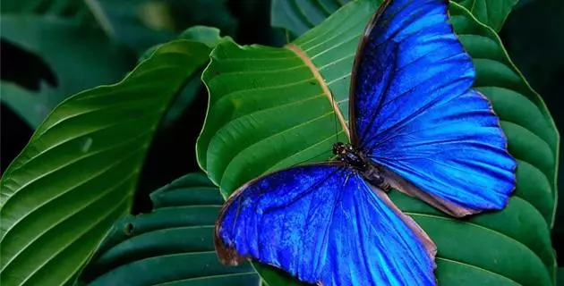 Morpho-Schmetterling: blauer Flug in den mexikanischen Tropen fifu