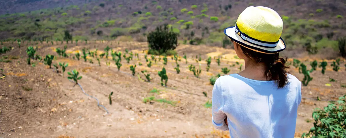 Hibal-i ang kahulogan sa organic sa Jalisco fifu