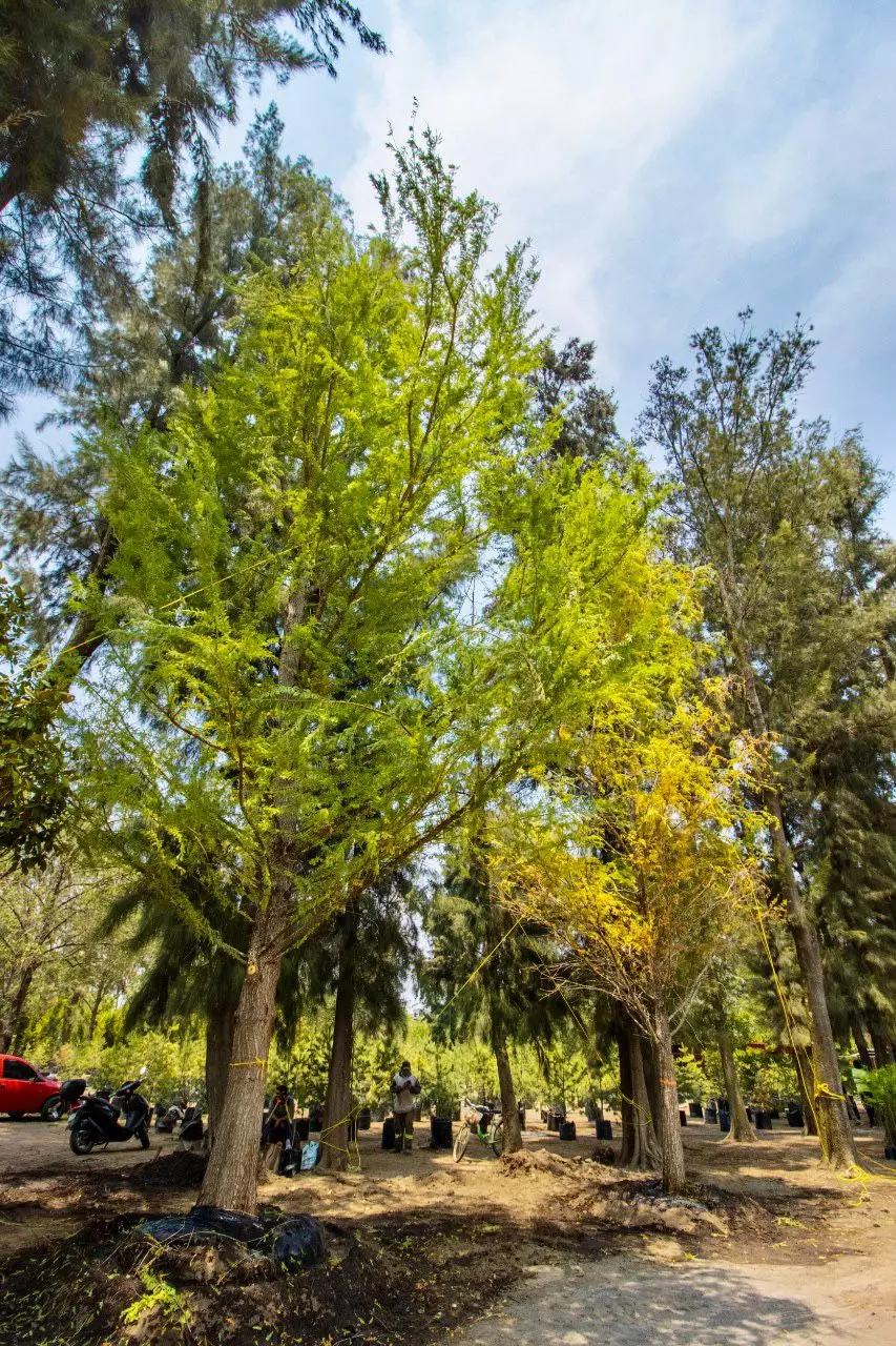 Ahuehuete конечно пристигна во Paseo de la Reforma утрово 37284_3