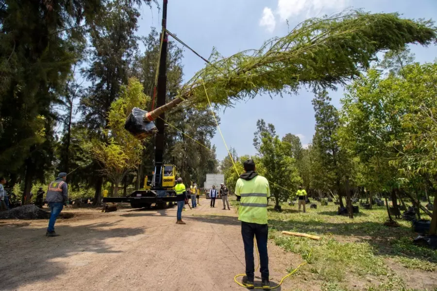 Các ahuehuete cuối cùng đã đến Paseo de la Reforma vào sáng nay 37284_4