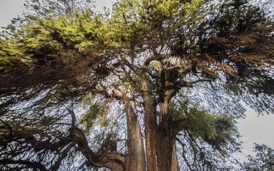 Një ahuehuete do të mbërrijë në Glorieta de la Palma e vjetër 37295_2