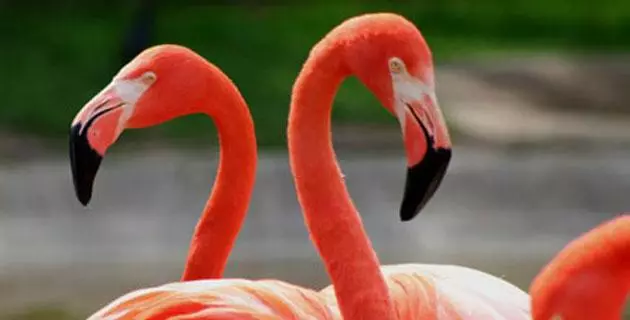 Flamingo jambon saka Ría Celestún, Yucatán fifu