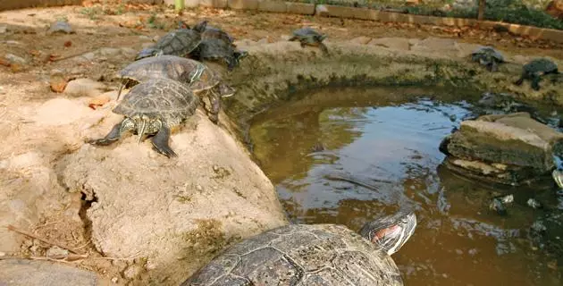 Tëscht Schildkröten a Globetrotter ... fifu